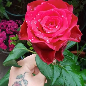 华云数字石海琴 