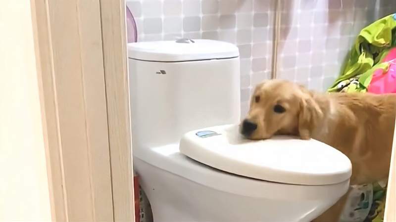 狗狗想上厕所怎么办,第一部先打开马桶盖,下一秒都忍住别笑