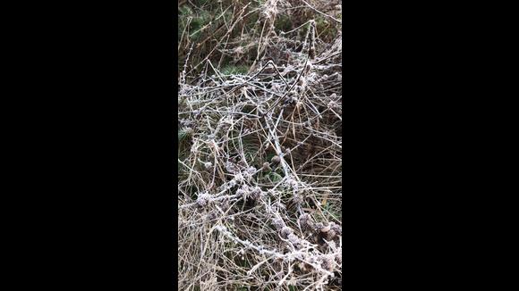 来山上造林,活动活动筋骨