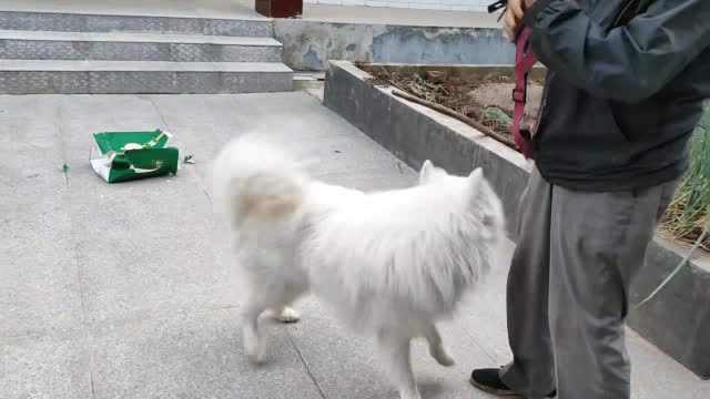 听爷爷说出去玩,都抑制不住内心的激动,撒个欢儿还被训