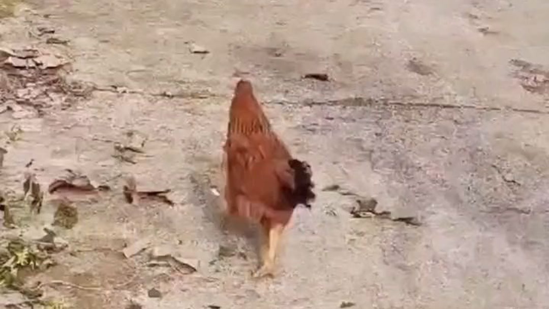 鸡腿上有细绳看到没,有狗在后面拉ߘ�ߘ�ߘ