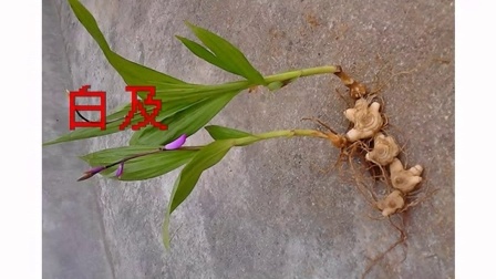 野生白及种苗_13737801960_白芨种子_中药白芨的功效与作用_白芨...