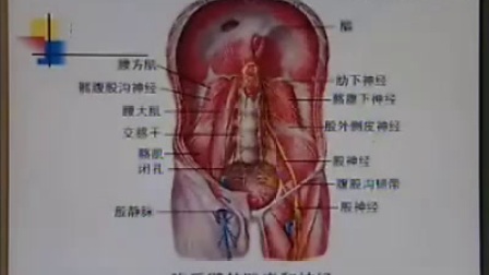 系统解剖学43 第十七章 中枢神经系统(9)第十八章 周围神经系统 (1)(...