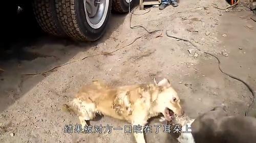 比特犬撕咬猫咪,直接将主人拽倒在地,简直太疯狂了!