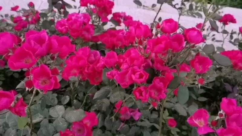 各种颜色的花争奇斗艳的开放,美啊!