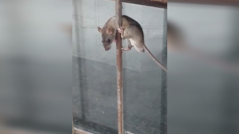 老鼠竟然跳起了钢管舞,网友:太正宗了,真牛