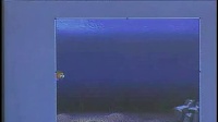小学信息技术优质课展示《海底世界》_白老师2