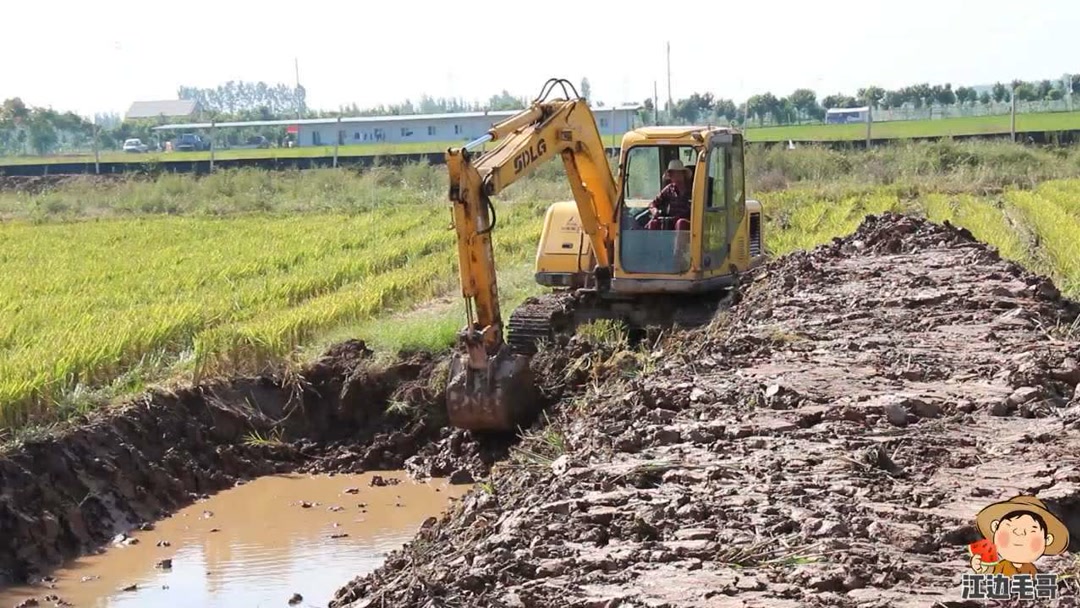 水稻田里养小龙虾,种植养殖两不误!
