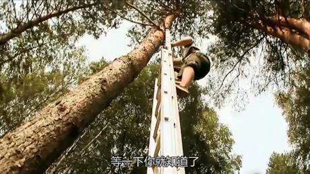 坐在树枝上锯树枝,二十秒后,小伙子结局太悲惨!