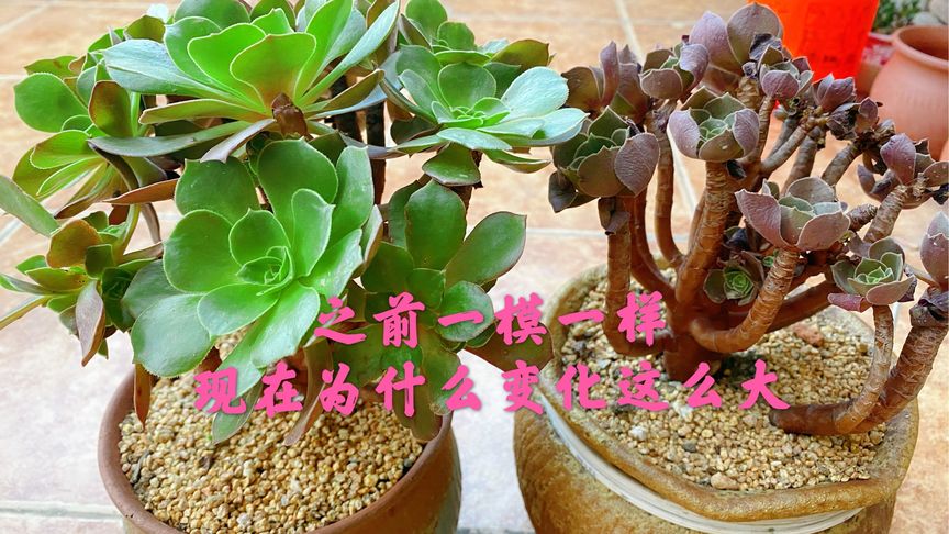 之前一模一样的两盆法师,经历了什么?现在两盆区别这么大!