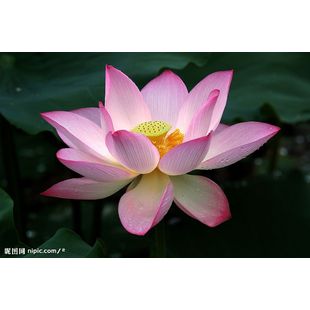 南腔北调的朋友们 