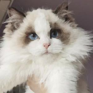 ASHSNOW雪尘猫舍 
