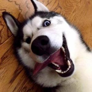 淡泊的土狗 