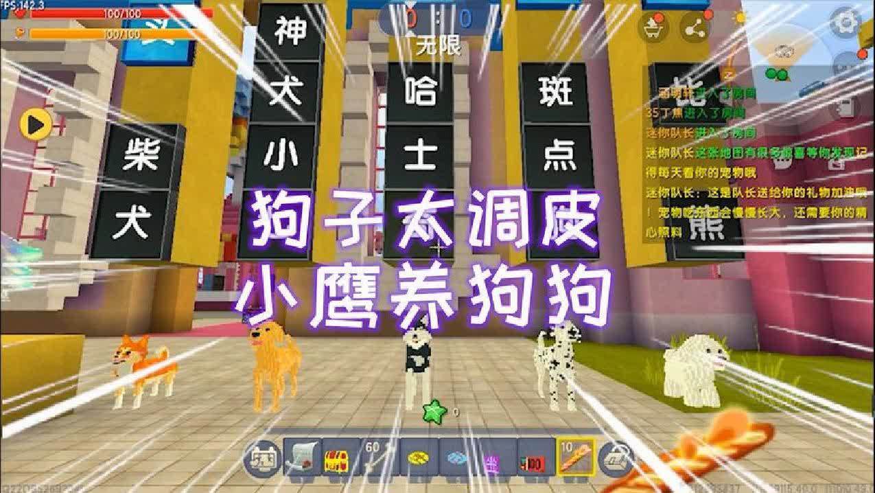 迷你世界!主播养狗狗,这些狗狗太可爱了,小伙伴们你家有狗狗吗