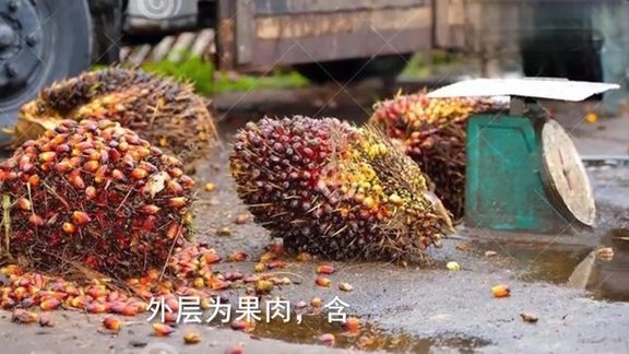 工厂实拍棕榈果榨油机压榨过程,工作效率大家认为怎么样