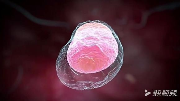 胎儿形成过程如千军万马残酷厮杀
