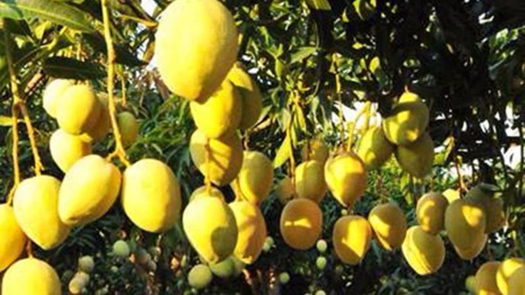 芒果核不要丢,教你在家种植芒果盆栽,天天迟到新鲜芒果