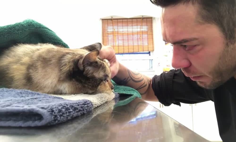 感动!猫咪临终前的告别,男子无声哭泣,镜头记录全过程