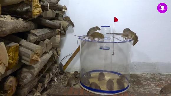 消灭柴房的老鼠,只需要一个桶装捕鼠器就行