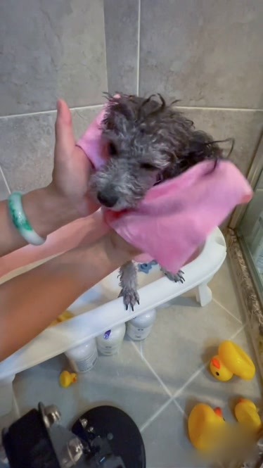 在家给狗狗洗澡免去到宠物店洗澡的恐惧、轻柔舒适让宝贝爱上洗澡～