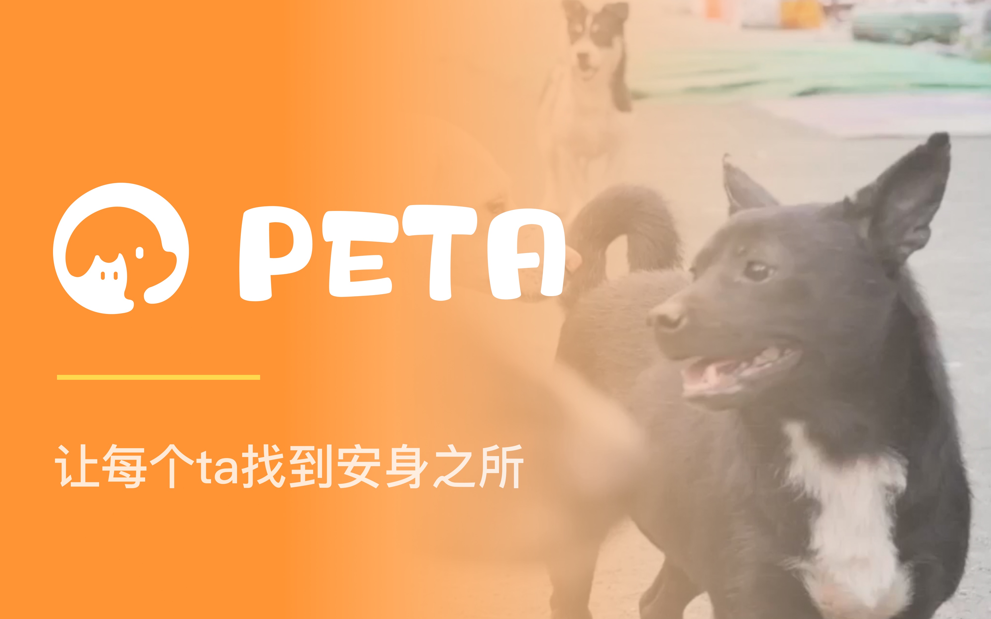 2021中国美术学院产品设计毕业作品《Peta宠物领养保障平台》