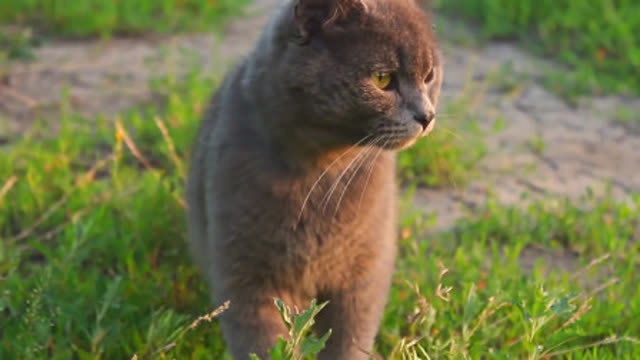 为什么猫会在看到你的时候把肚皮翻过来