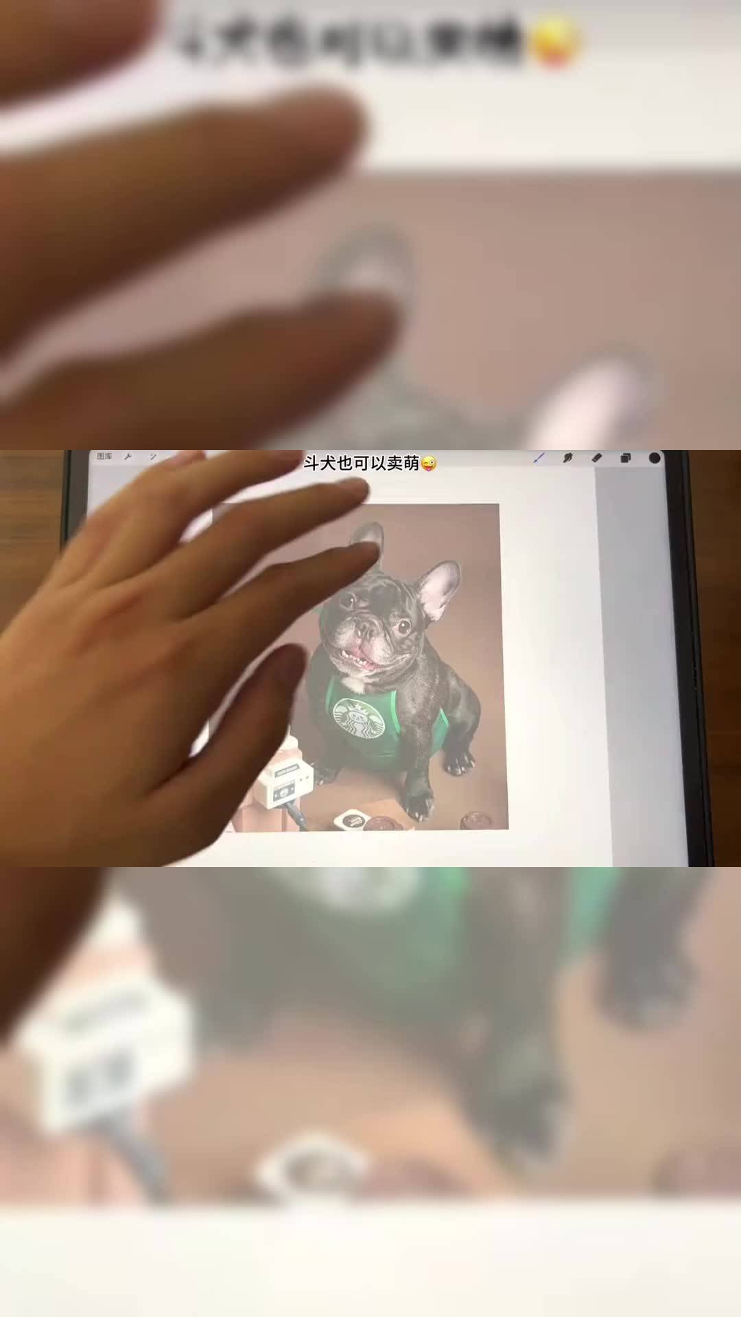 法斗犬来啦!谢谢提供的照片!