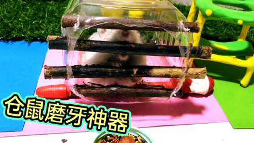 主人做了个仓鼠磨牙神器来测试仓鼠会不会咬,结果他们表现太逗了