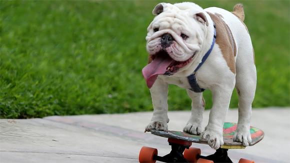 狗和猫滑滑板,猪能画画,奇奇怪怪的动物们