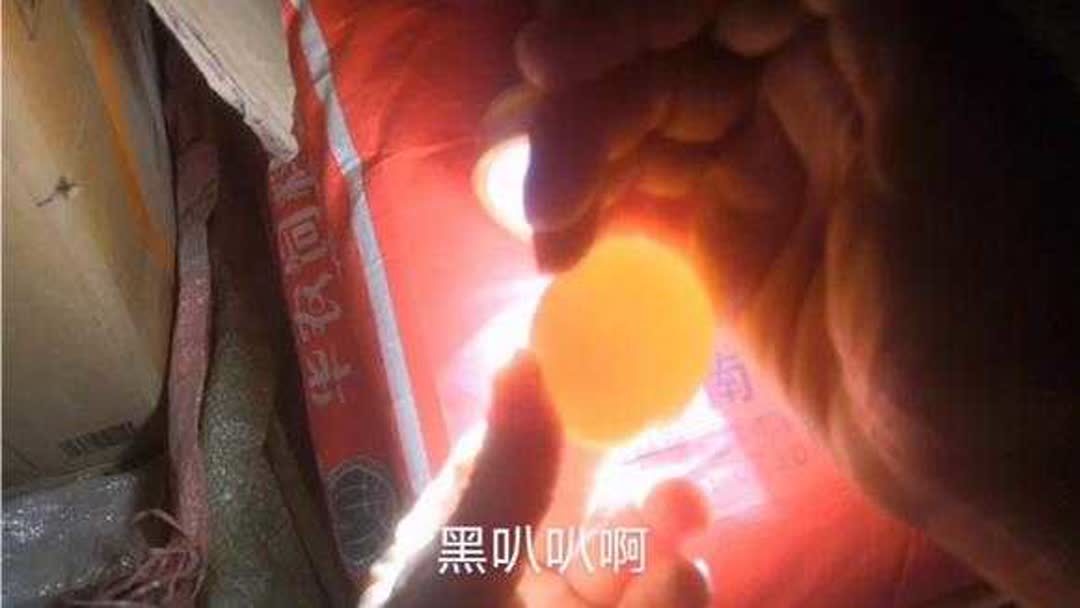 网友要40枚受精蛋去孵小鸡,怎么判断鸡蛋有没有受精?
