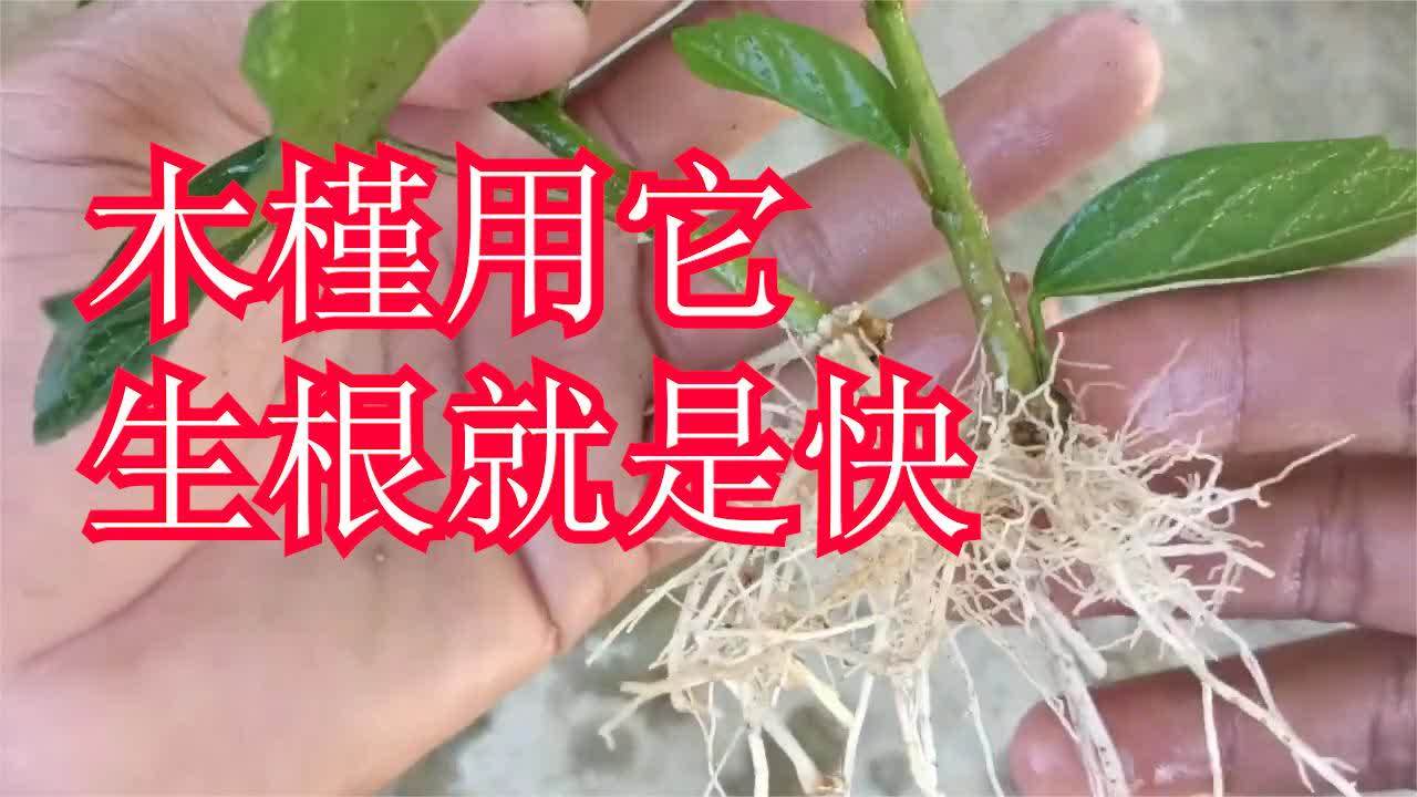 木槿花如何繁殖,巧妙使用芦荟,加快生根提高成活率