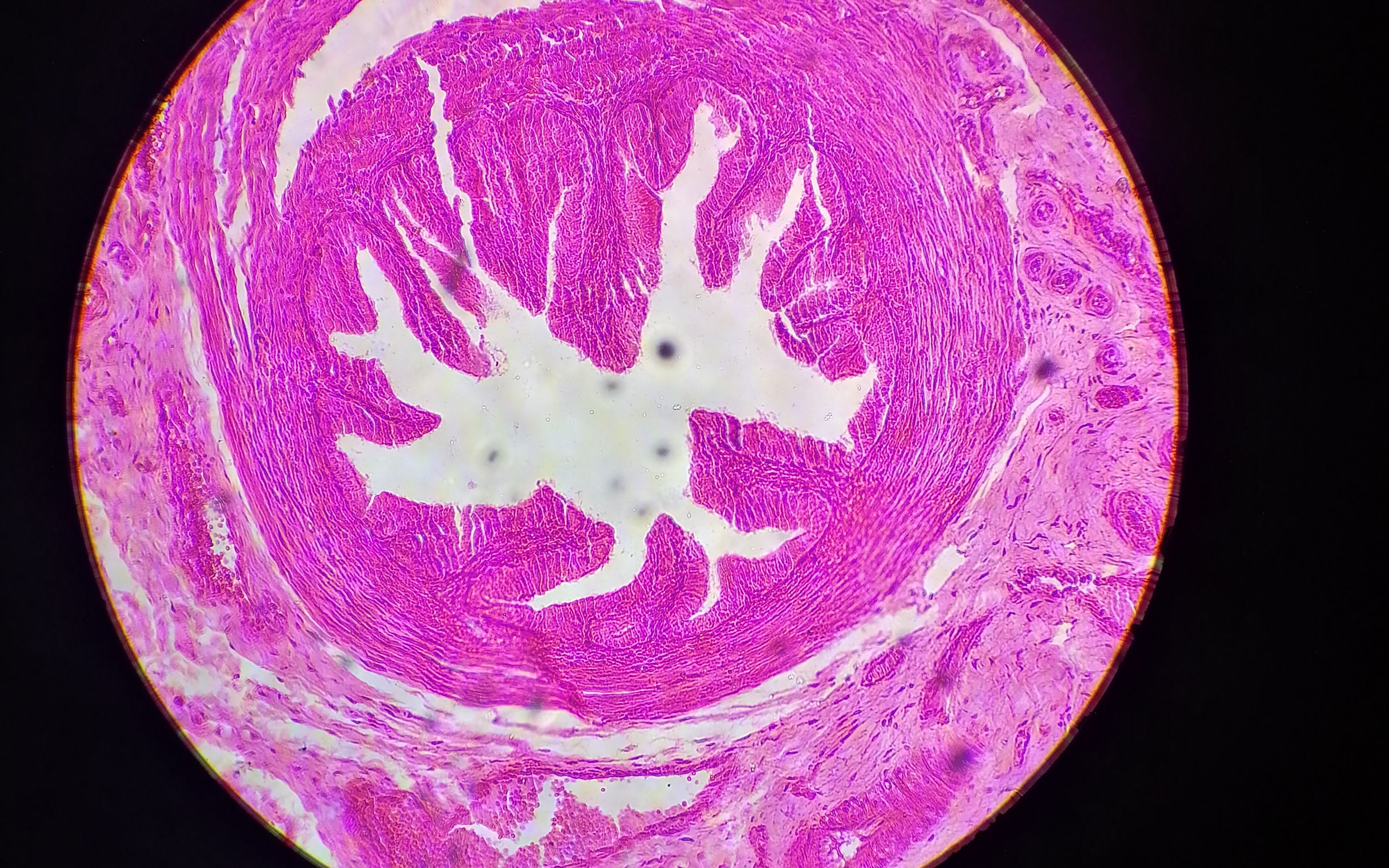 显微镜看动物类玻片(上)【不平凡1】