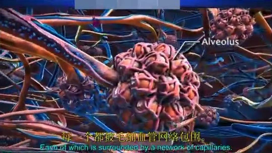 呼吸的过程究竟是怎样的?6分钟真正了解呼吸系统