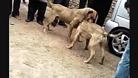 民间斗狗: 最残忍比特斗狗