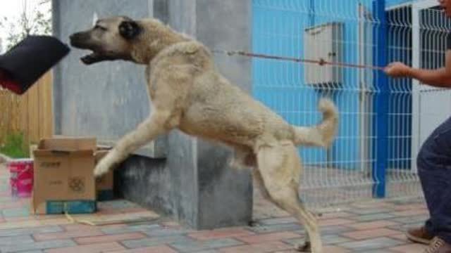 两只坎高犬的对决,一出手就是彪悍,火星撞地球!
