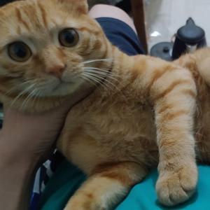 NEKO喵了个咪33 