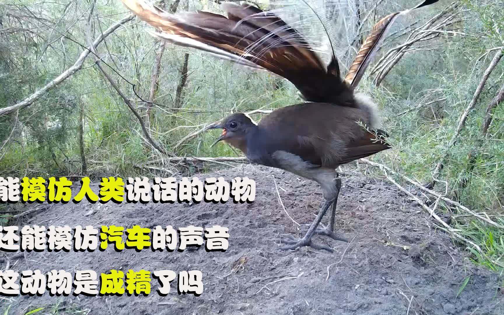 能模仿人类说话的动物,还能模仿汽车的声音,这动物成精了吗?