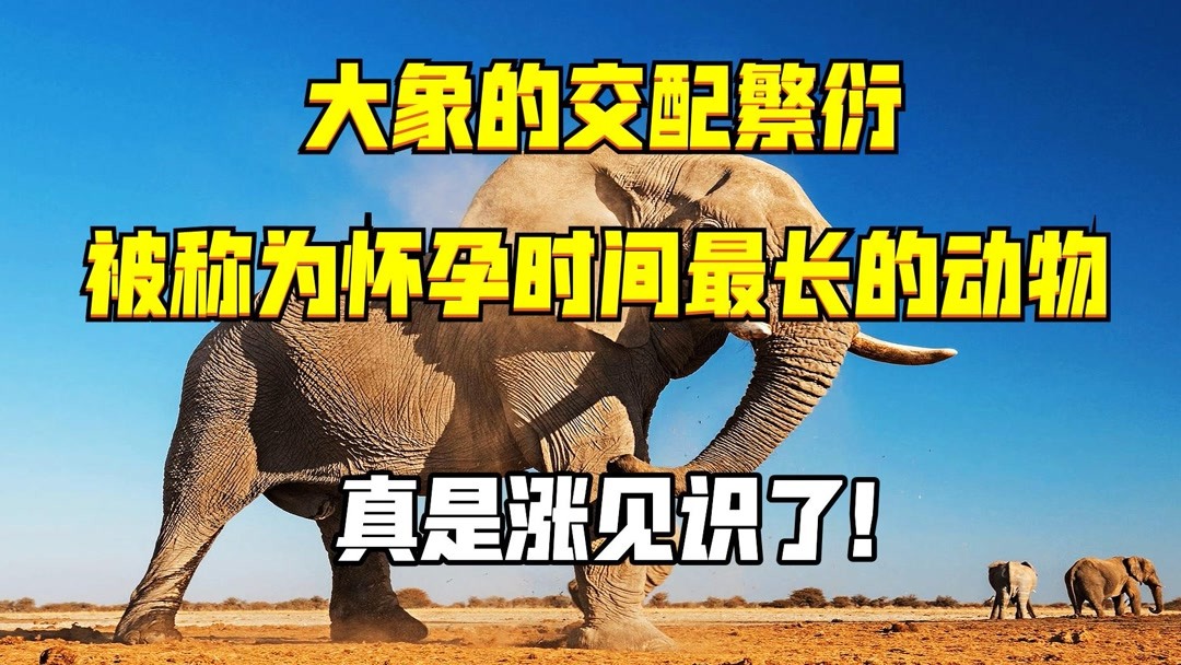 大象的交配繁衍,被称为怀孕时间最长的动物,真是涨见识了!