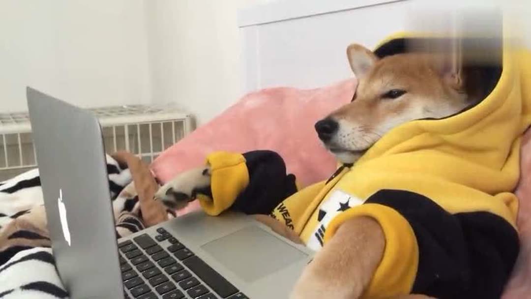 狗狗很喜欢动画片,看得津津有味