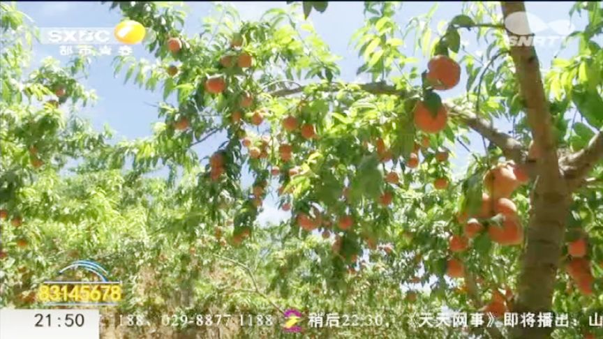 两万斤桃子免费送!西安市民赶紧来摘桃子,又大又甜不要钱了