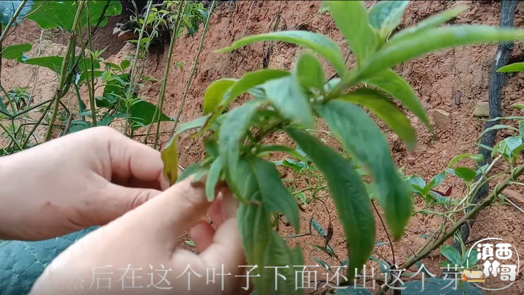 农村这种植物叶子很多毛，它的用途却非常多，你知道它的名字吗