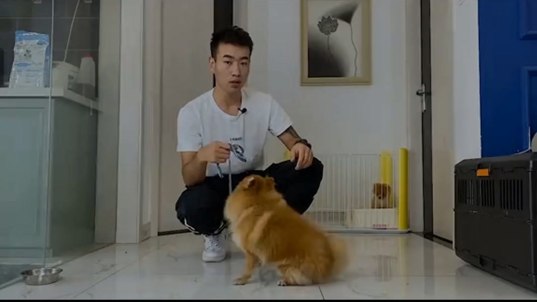 狗狗护食怎么办 博美护食咬人怎么办训狗视频纠正教程