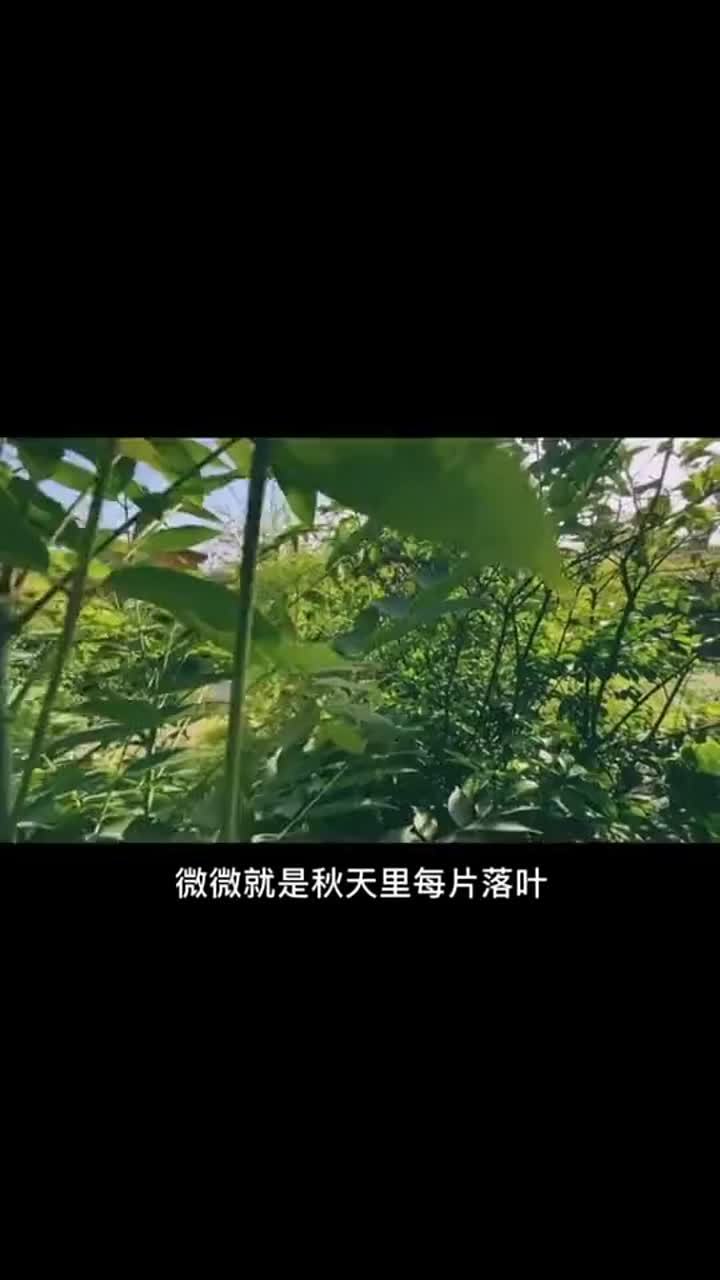 怎么用手机云台,拉出好运镜教程手机摄影森林