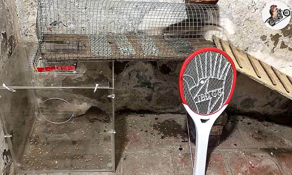 农村大叔自制捕鼠器,老鼠都要被逼疯了,真是高手在民间