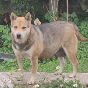 中华田园犬的逆袭 