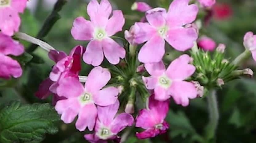 想要满园的花香,又担心虫子和泥巴,不妨试试无土栽培吧!