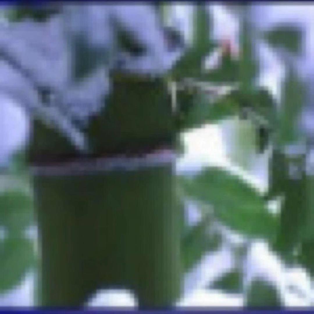 雪山上的竹子 