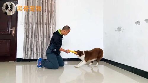 训练一只狗费用都要5000块,比小孩上幼儿园还贵训狗有那么难吗?