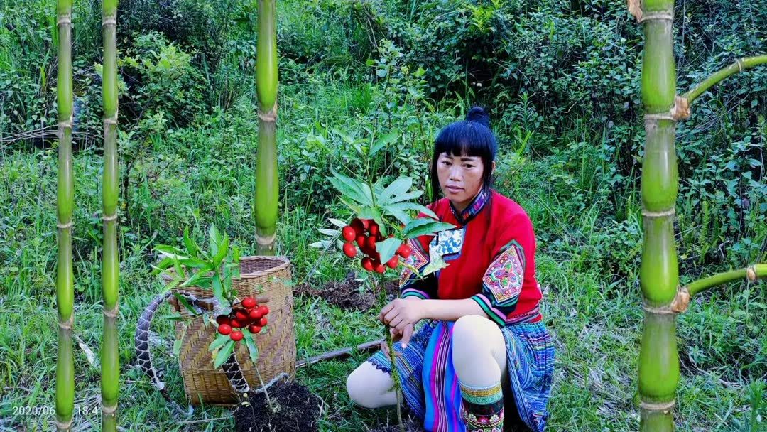 朱砂根终于找到,这植物不仅有一定的观赏性。而且药用价值更高!