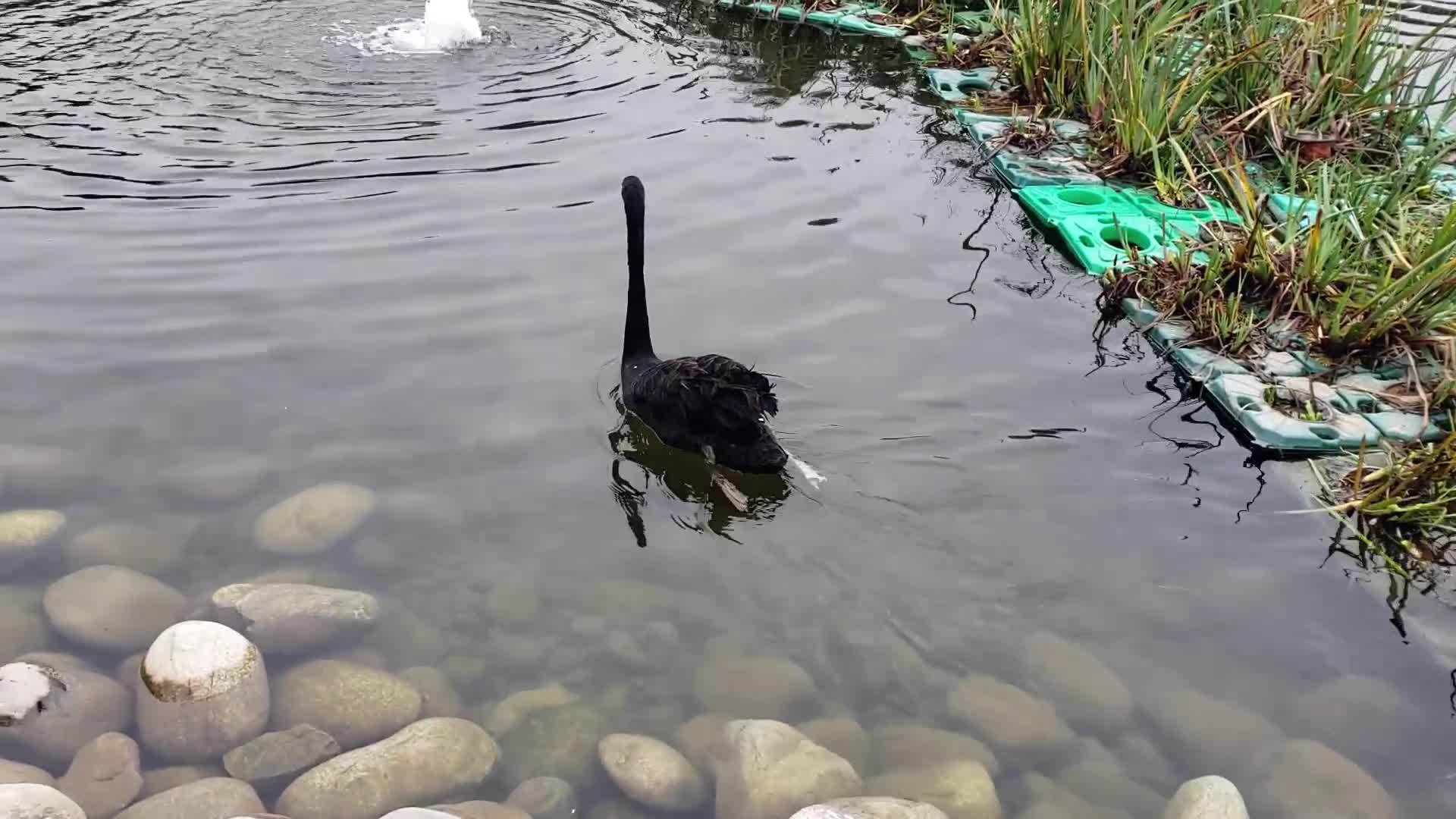 【易起看熊猫】成都大熊猫繁育研究中心